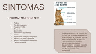 SIDA FELINO, retrovirus, inmunodeficiencia felina, bit | PDF
