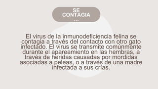 SIDA FELINO, retrovirus, inmunodeficiencia felina, bit | PDF