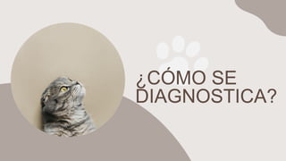 SIDA FELINO, retrovirus, inmunodeficiencia felina, bit | PDF