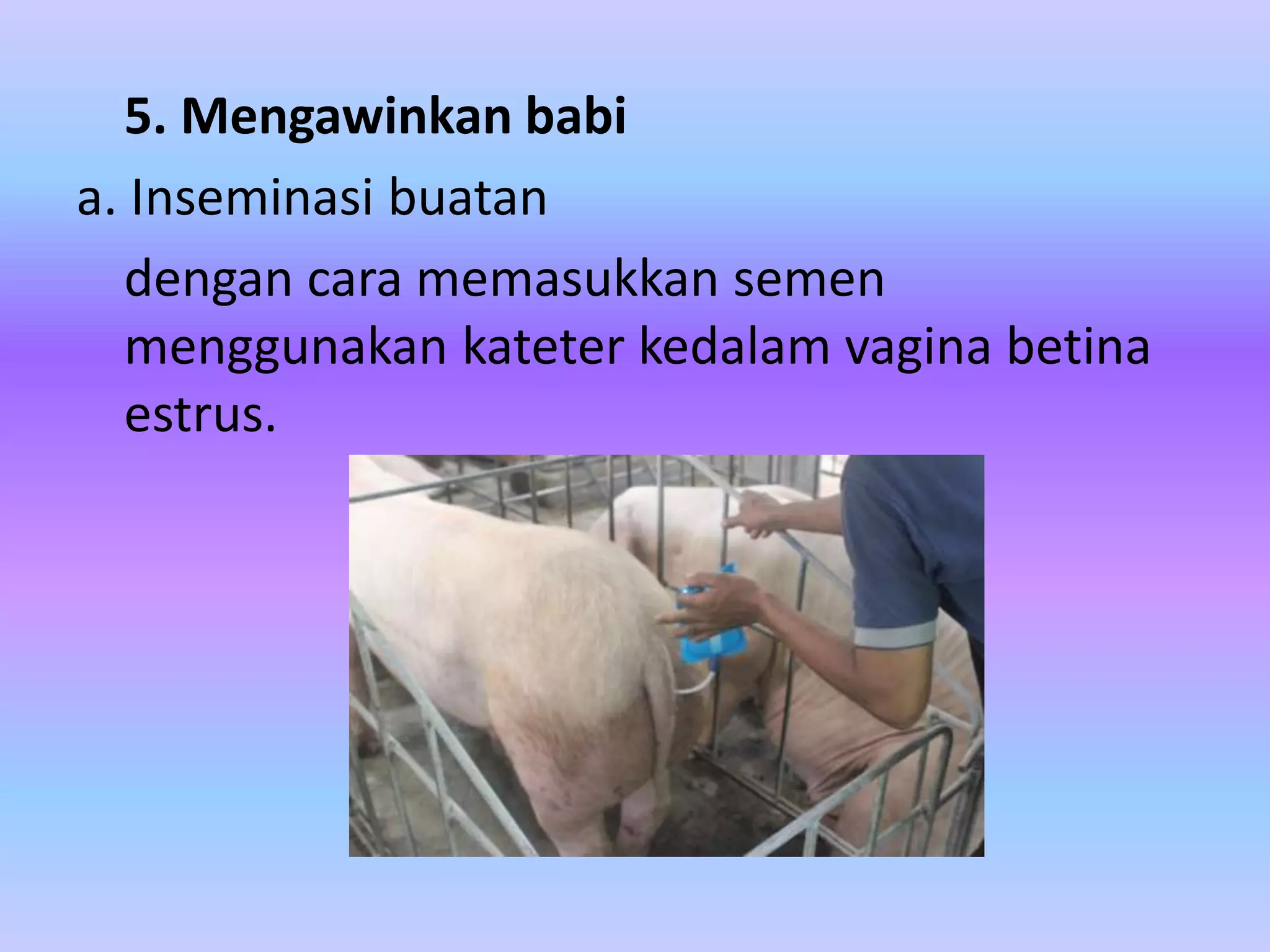 MANAJEMEN PERKAWINAN PADA BABI DI CV. ADHI FARM KARANGANYAR | PPTX