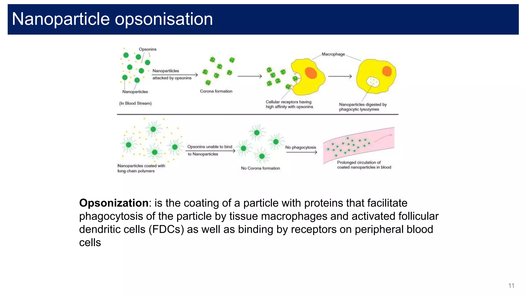Cellular uptake of nanoparticles (metals) | PPT