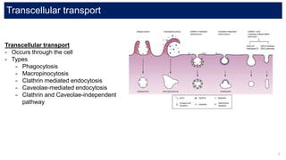 Cellular uptake of nanoparticles (metals) | PPT