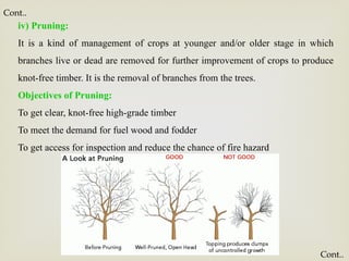 Forest classification of forest according to their area | PPTX