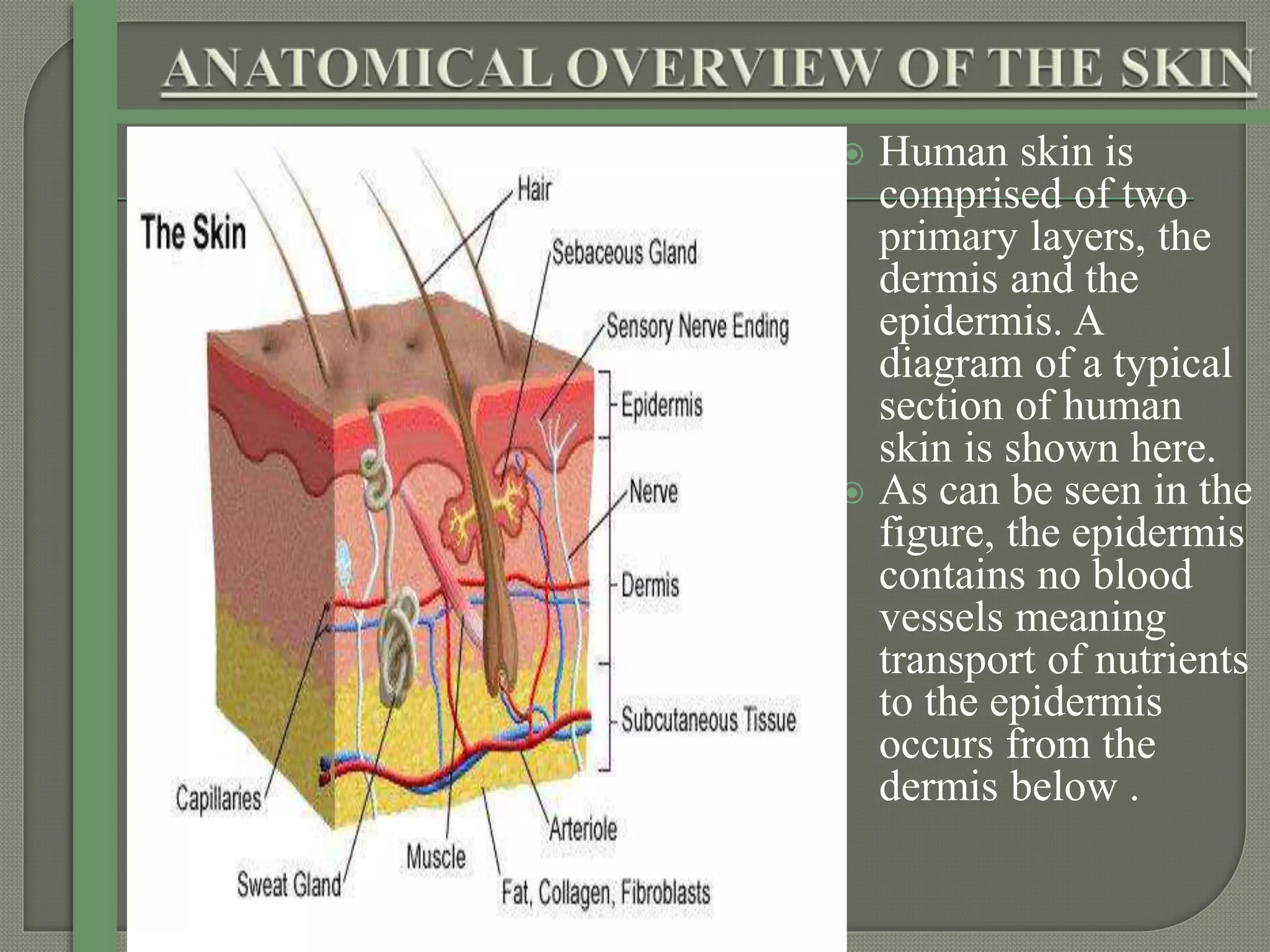 artificial skin technique | PPTX