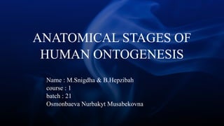 Anatomy stages of human ontogenesis presentation | PPTX