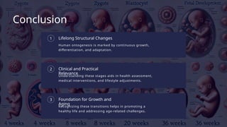 Anatomy stages of human ontogenesis presentation | PPTX