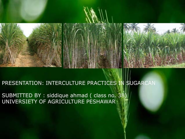 INTERCULTURE PRACTICES IN SUGARCANE BY SIDDIQUE AHMAD | PPT INTERCULTURE PRACTICES IN SUGARCANE BY SIDDIQUE AHMAD | PPT