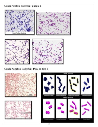 Urine analysis & Hematology Slides | PDF