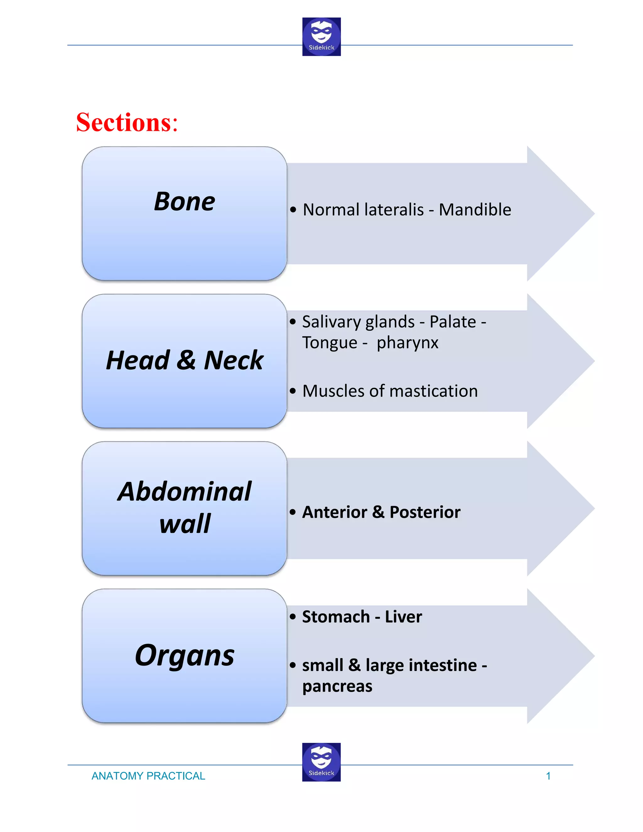 Side kick git anatomy practical explained | PDF | Ear, Nose and Throat Conditions | Diseases and ...