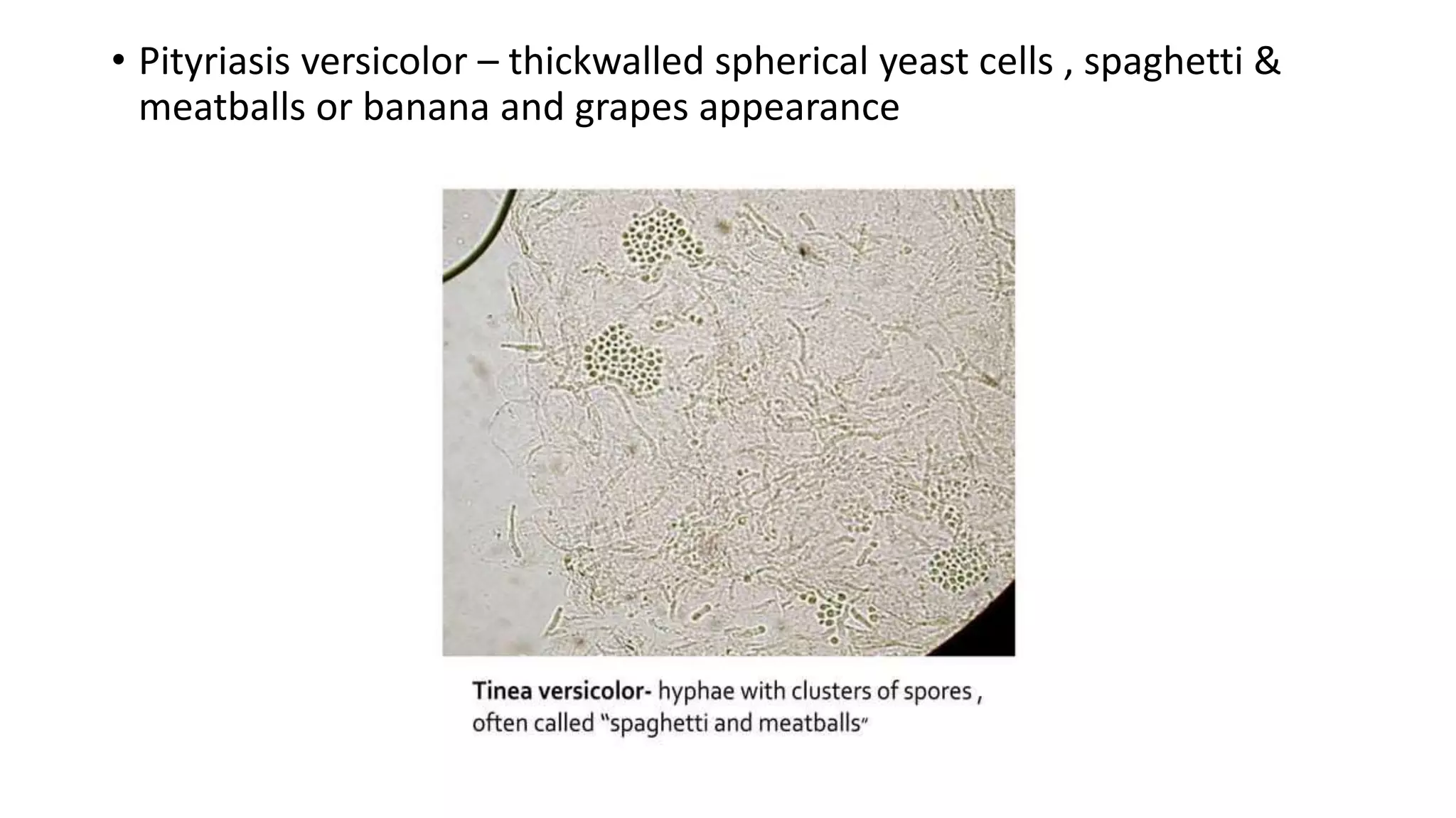 SIDE LAB INVESTIGATIONS IN DERMATOLOGY srt-1.pptx