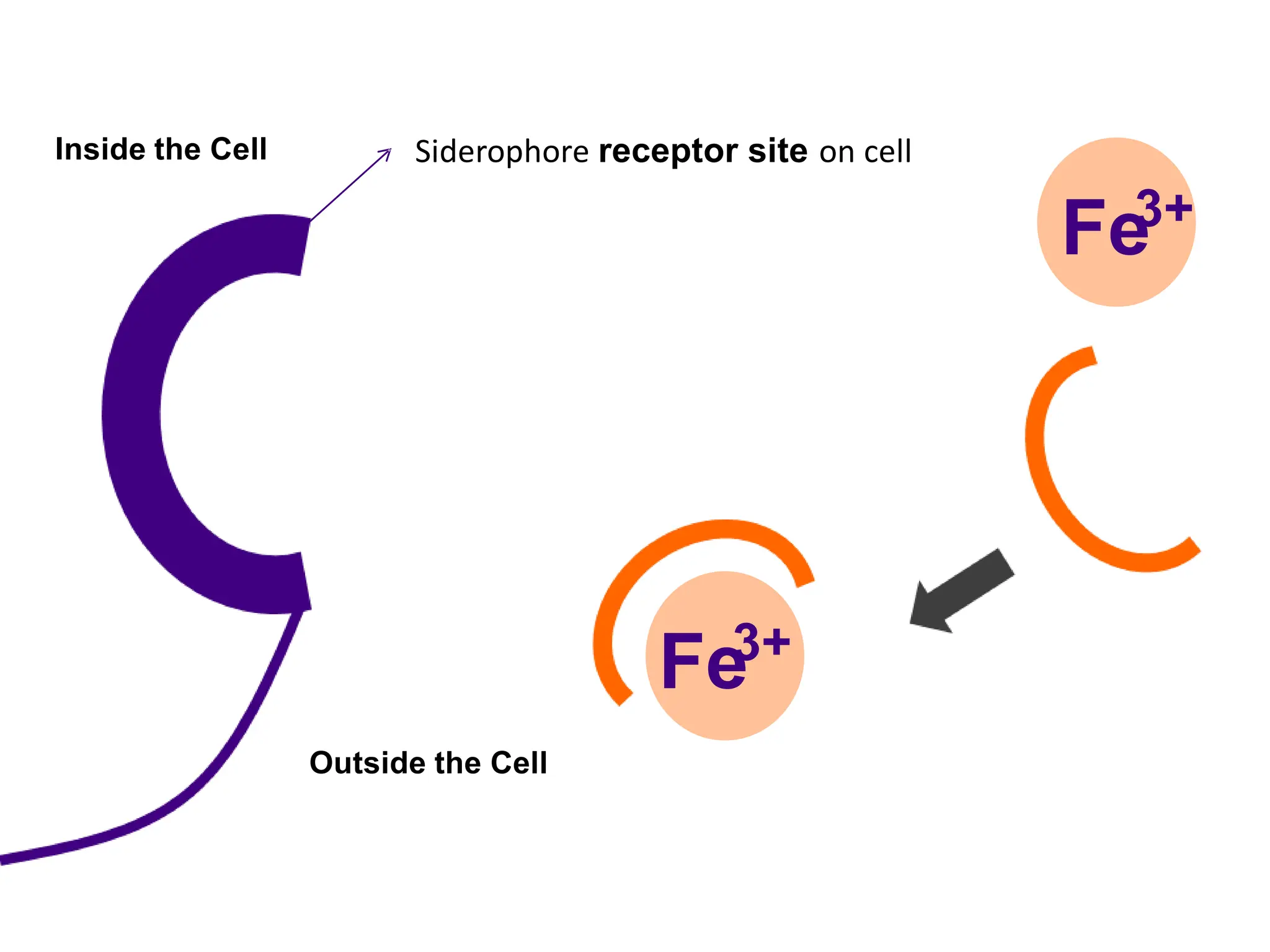 Siderophores properties, mechanism and preparation | PPTX