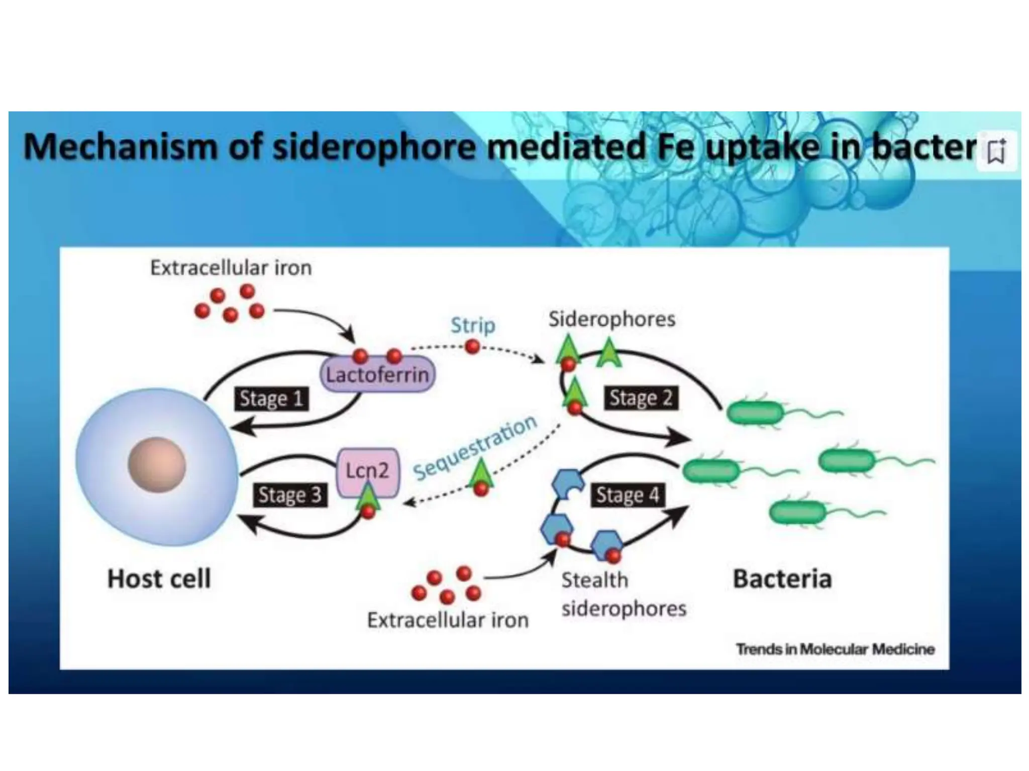 Siderophores properties, mechanism and preparation | PPTX