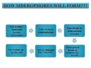 Siderophores properties, mechanism and preparation | PPTX