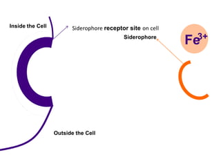 Siderophores properties, mechanism and preparation | PPTX