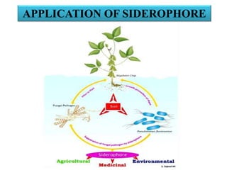 Siderophores properties, mechanism and preparation | PPTX