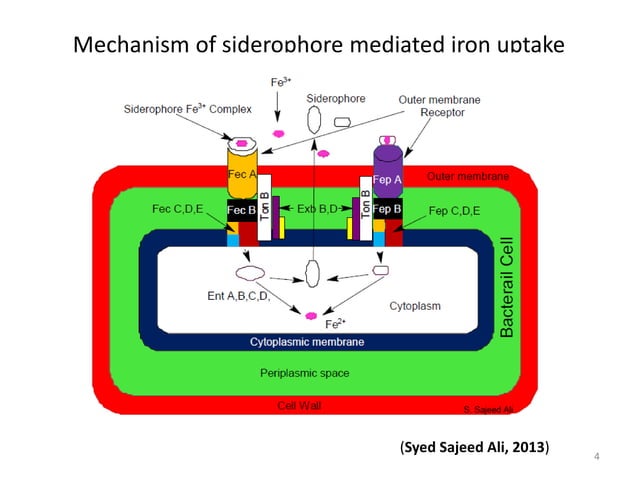 Siderophores properties, mechanism and preparation | PPTX | Gardening ...