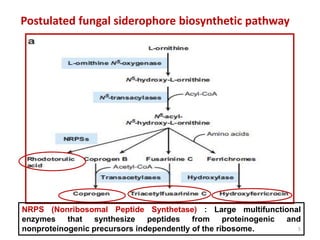 Siderophores properties, mechanism and preparation | PPTX