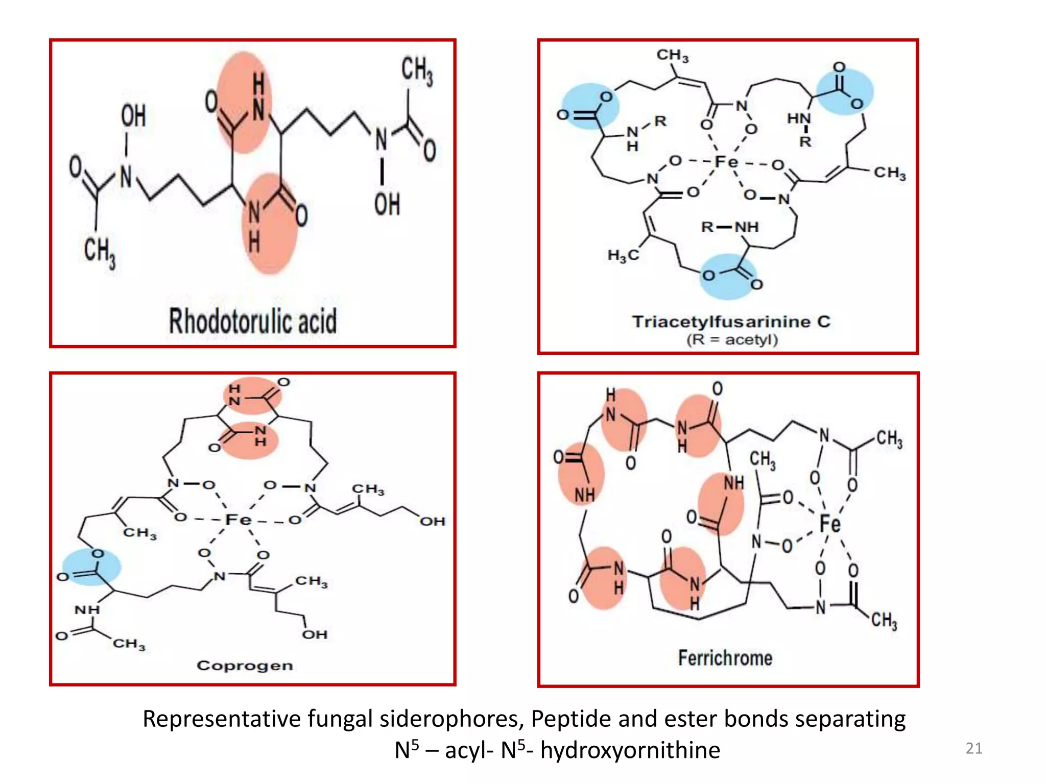 Siderophores ppt | PPTX