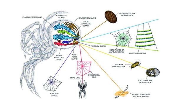 Spider silk ppt | PPTX | Chemistry | Science