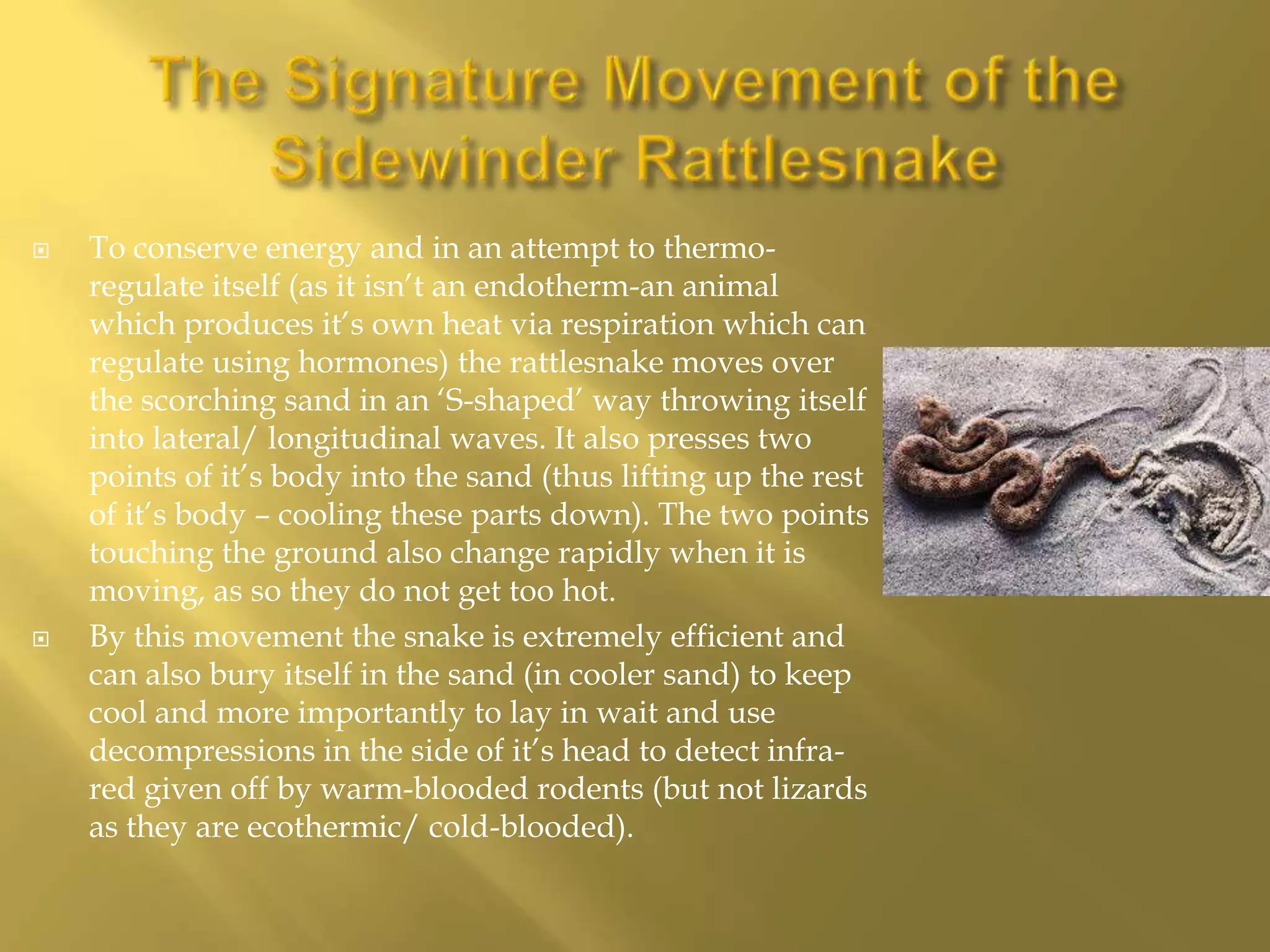 Sidewinder Rattle Snake | PPTX