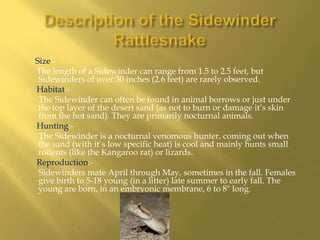 Sidewinder Rattle Snake | PPTX | Reptiles | Pets