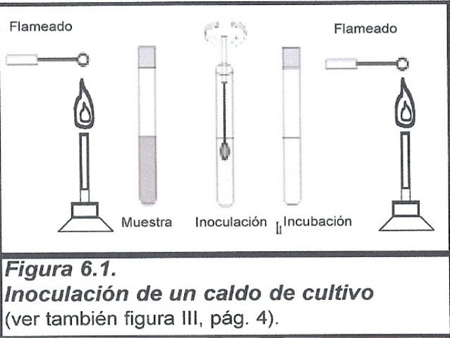 Técnicas de Aislamiento y Estriado