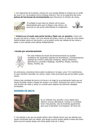 Siembra De Plantas Medecinales | DOC