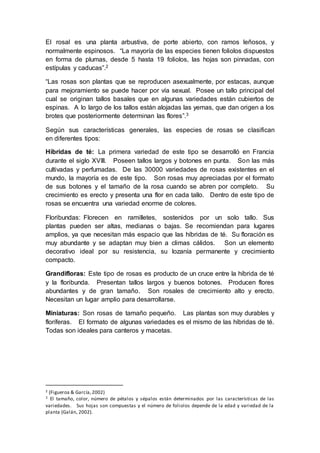 Siembra de rosas | DOCX
