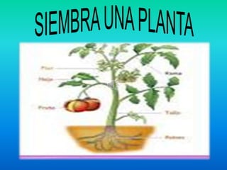 Siembra una planta | PPTX