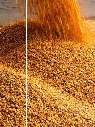 Instrumentation, Automation and Control Solutions for the Grain ...