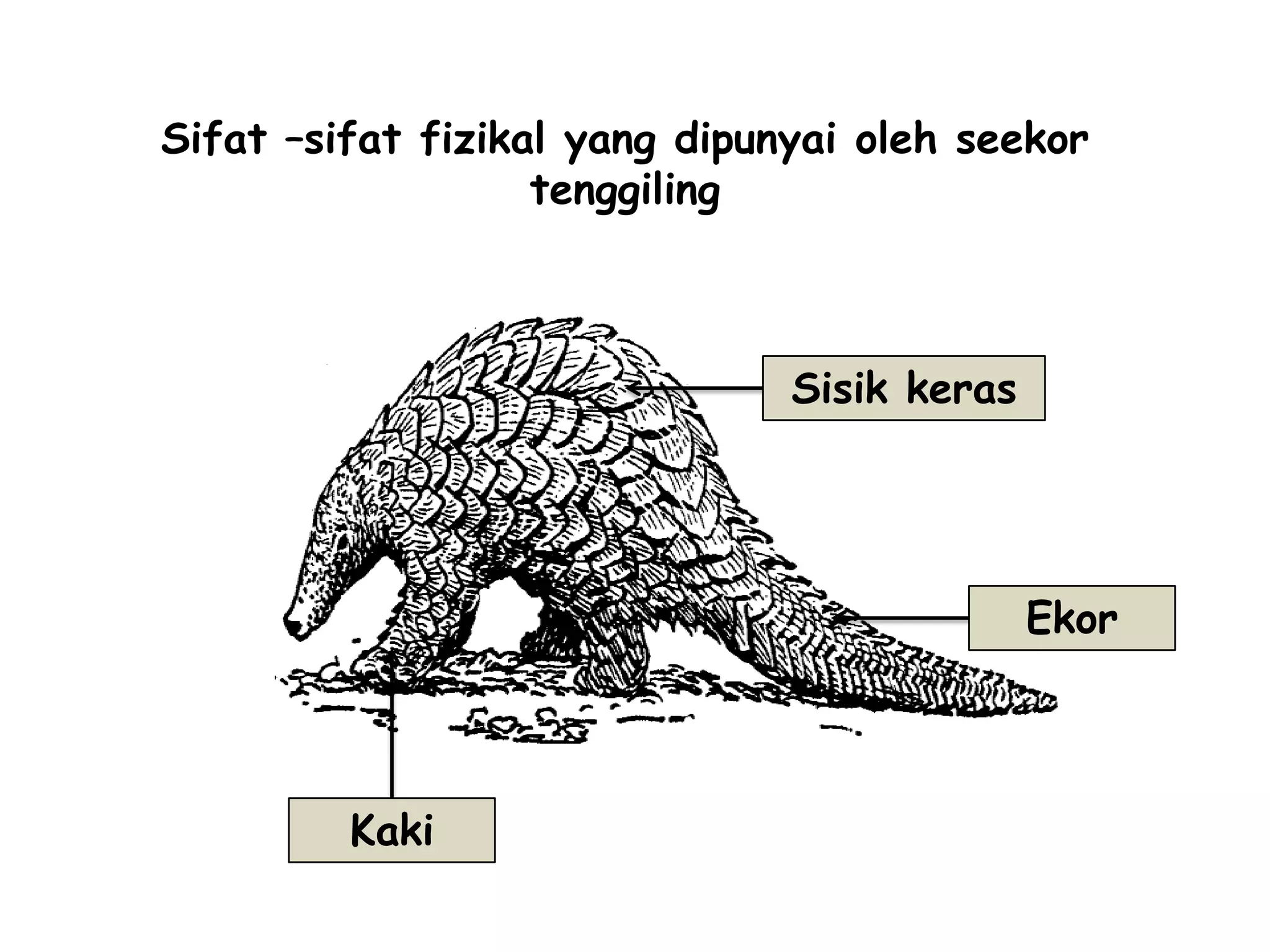 Sifat sifat fizikal haiwan - | PPTX
