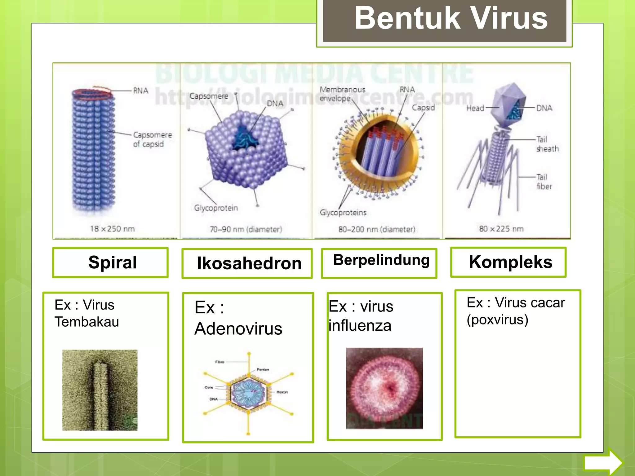 Sifat bentuk dan ukuran virus | PPTX