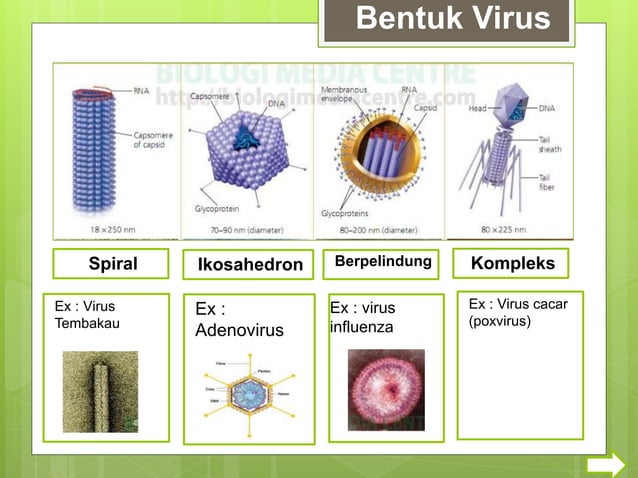 Sifat bentuk dan ukuran virus | PPTX