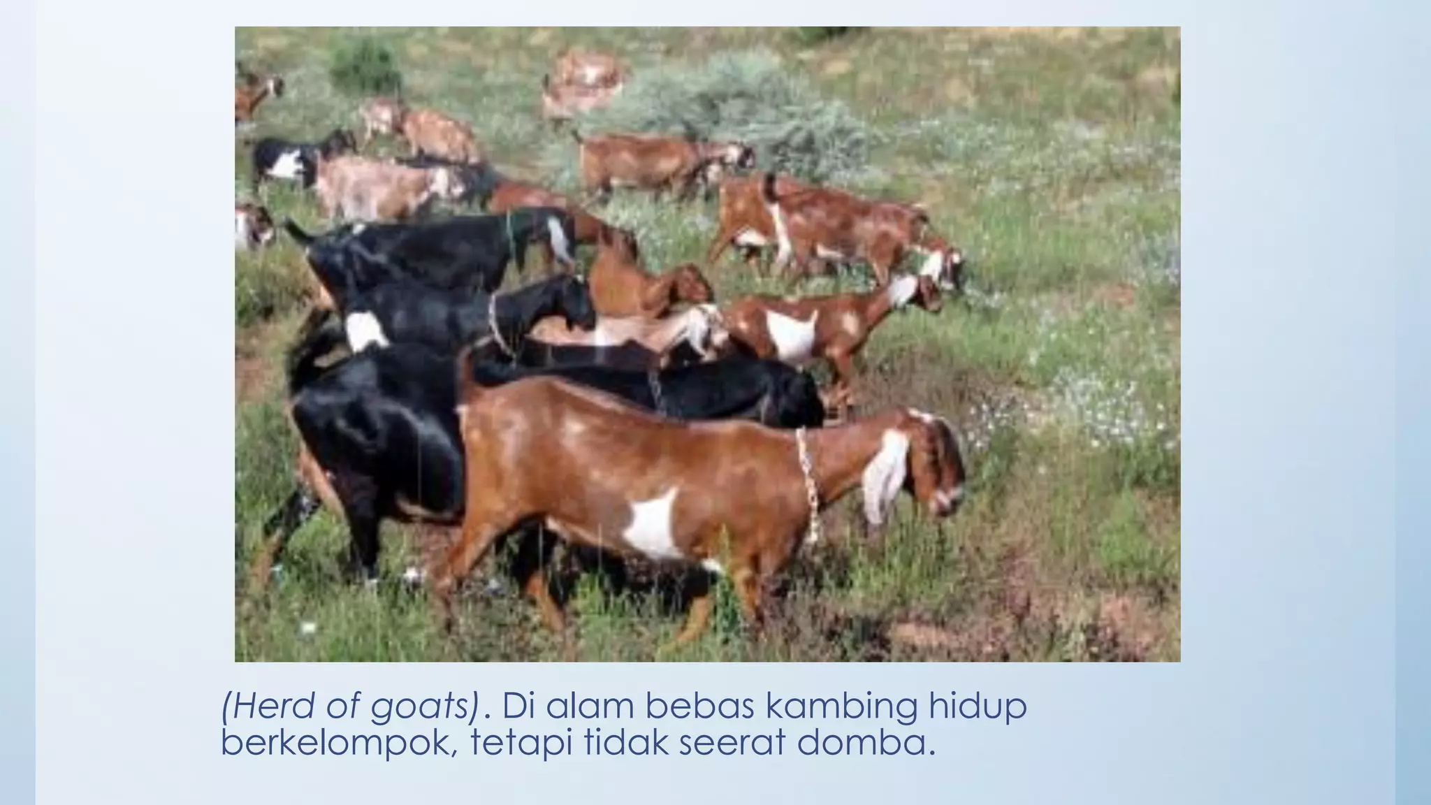Sifat dan Tingkah Laku Ternak.pdf