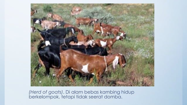 Sifat dan Tingkah Laku Ternak.pdf