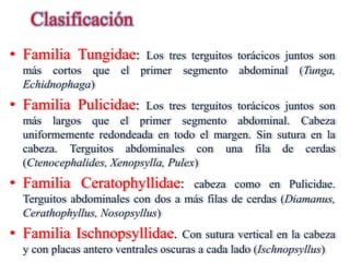Sifonapteros. clasificacion y estructura | PPTX