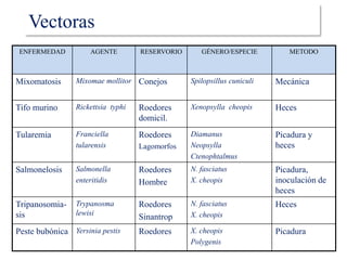 Sifonapteros. clasificacion y estructura | PPTX