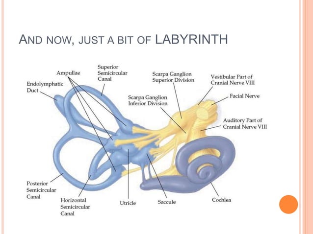 SIG-BALANCE.pptx | Free Download