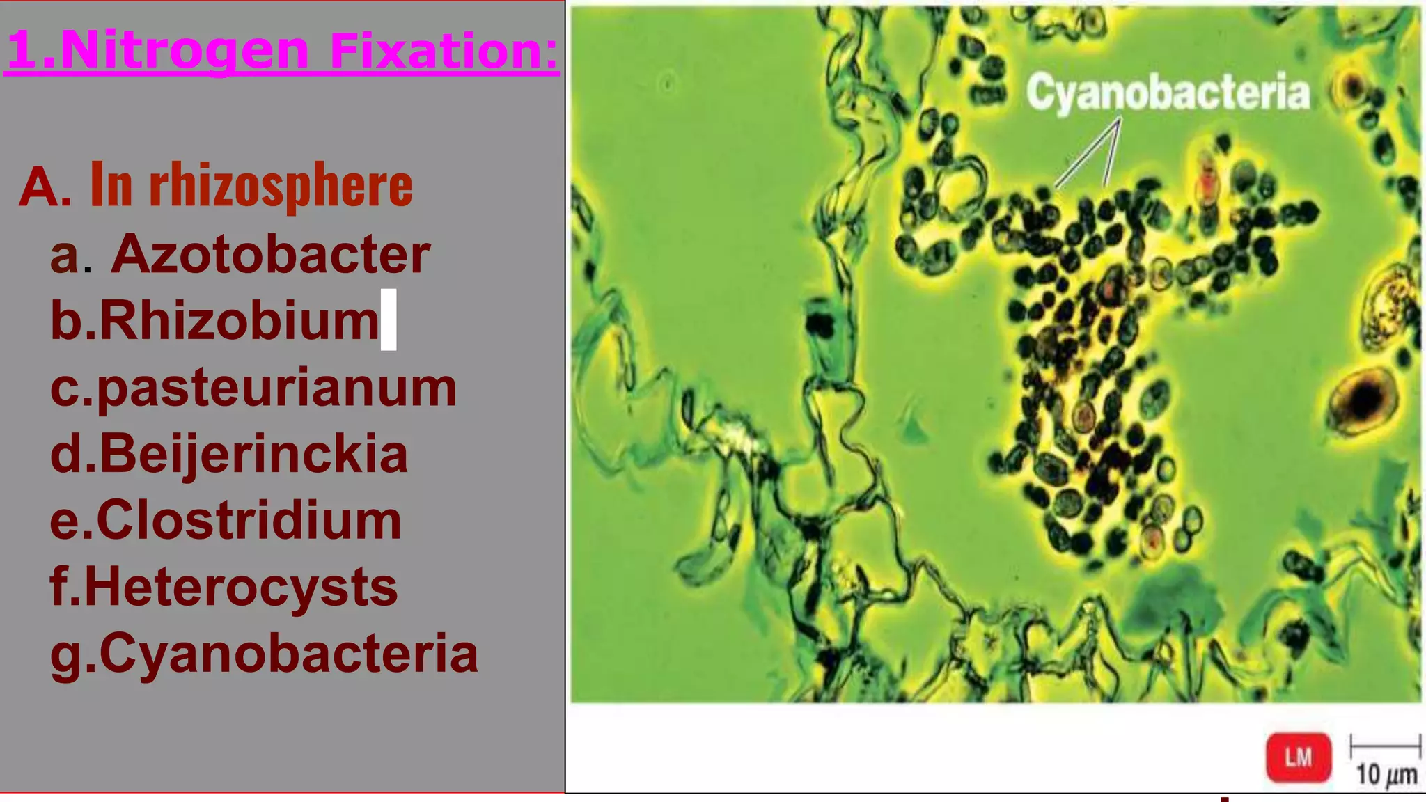 Siganificance of soil microorganisms in crop production by Dr ...