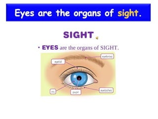 Sight | PPT