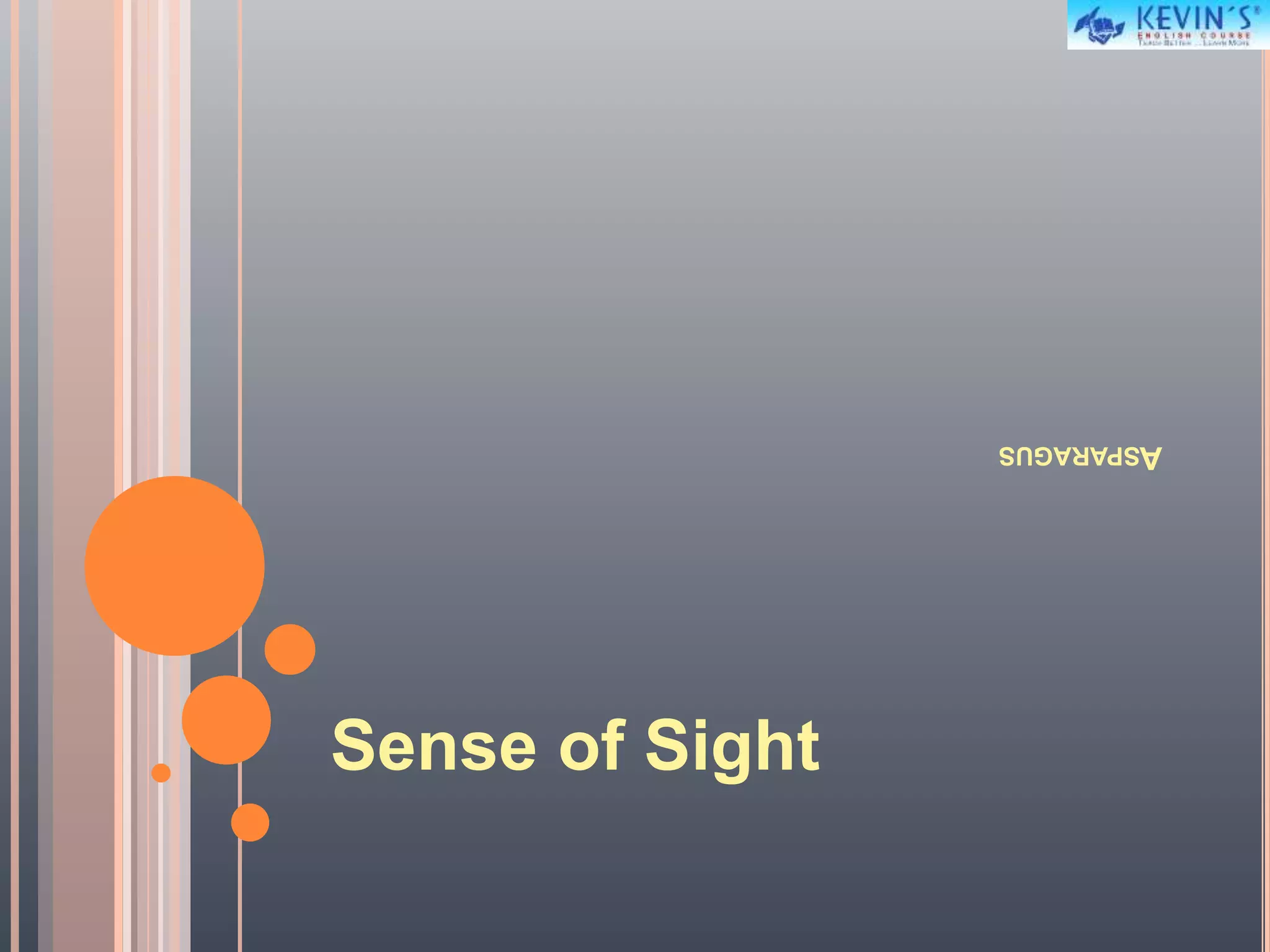 Sight sense | PPTX