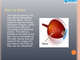 Sight sense | PPTX