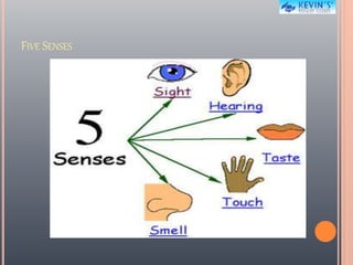 Sight sense | PPTX