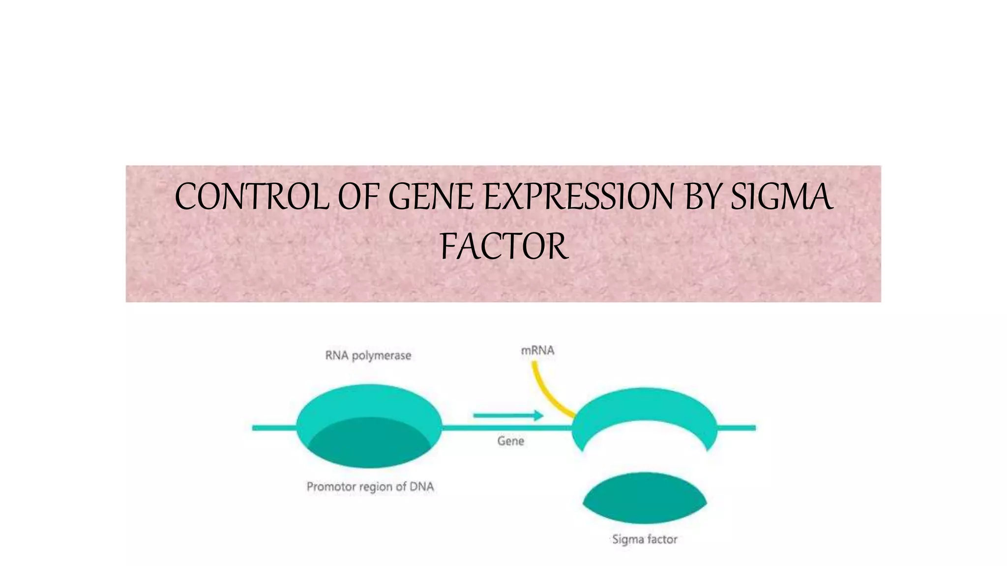 control of gene expression by sigma factor and post transcriptional ...