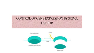 control of gene expression by sigma factor and post transcriptional control | PPTX