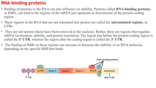 control of gene expression by sigma factor and post transcriptional ...