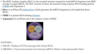 control of gene expression by sigma factor and post transcriptional ...