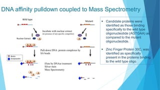 Investigating the role of zinc finger protein, ZF30C, in epigenetic ...