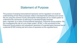 Investigating the role of zinc finger protein, ZF30C, in epigenetic ...