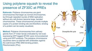 Investigating the role of zinc finger protein, ZF30C, in epigenetic ...